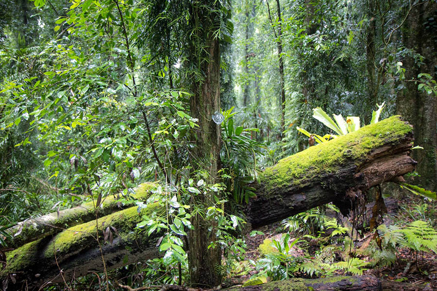 Dorrigo National Park Rainforest - Australia World Heritage Area
